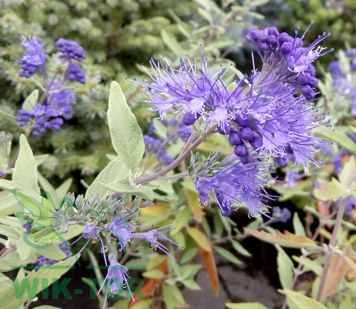 Barbula jesienna motylica barbula klandońska- Ogrodniczy sklep ...